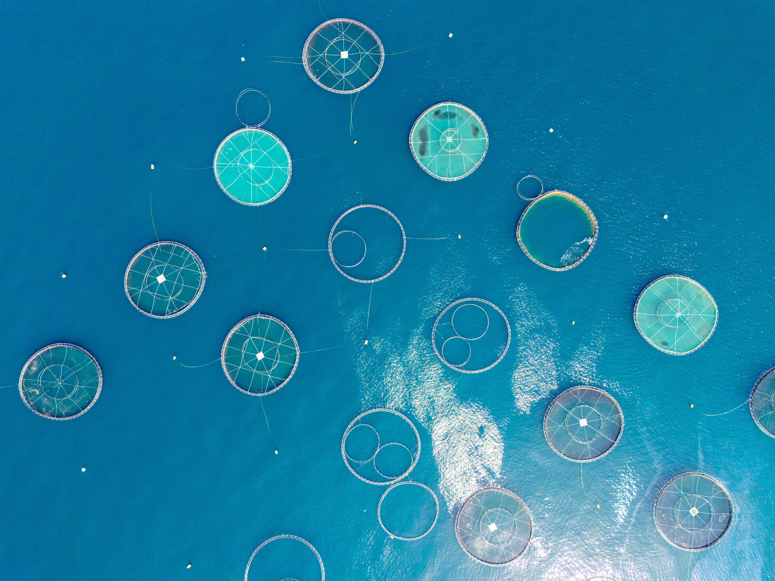 Summer Aquaculture Risks | Managing Heat, Growth & Environmental Exposure